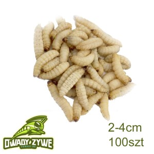 Owady i gryzonie karmowe – świerszcze, szarańcza, mącznik RS
